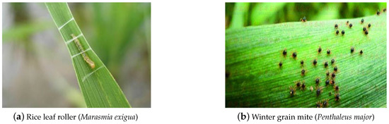 Machine Learning for Detection and Prediction of Crop Diseases and ...