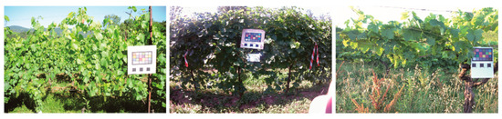 A Novel Lightweight Grape Detection Method