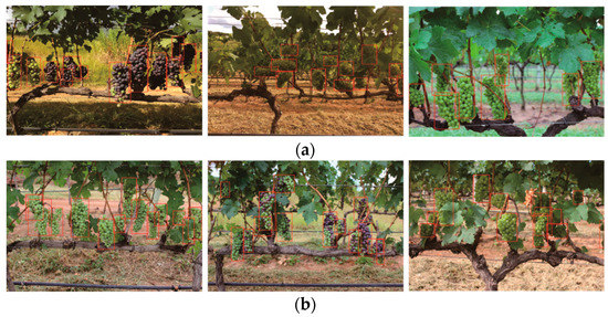 A Novel Lightweight Grape Detection Method
