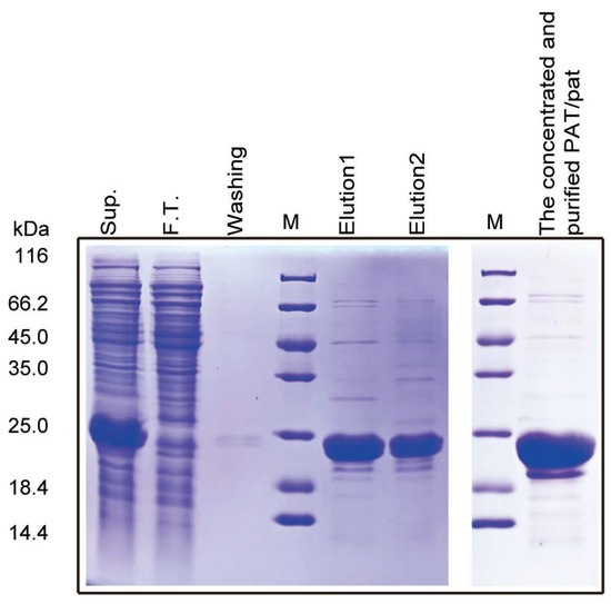 Establishment of an ELISA Method for Quantitative Detection of PAT/pat ...