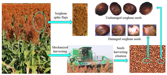 Crushing Characteristics of Sorghum Grains Subjected to Compression and ...