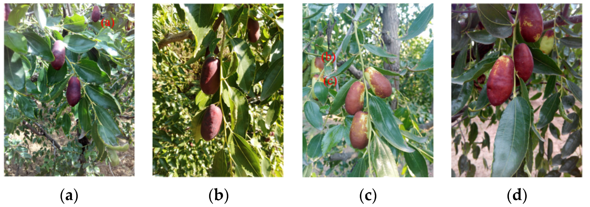 Agriculture | Free Full-Text | Object Detection Algorithm for Lingwu Long Jujubes Based on the ...