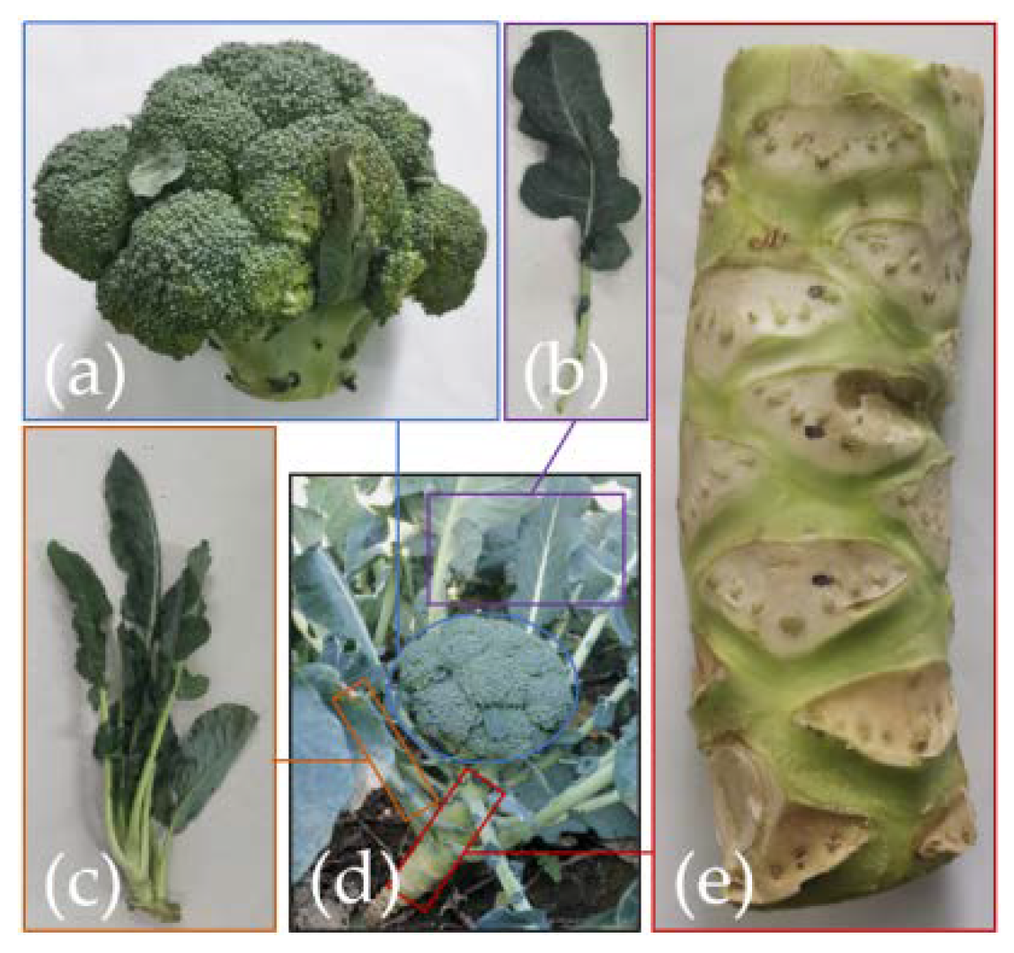 Loading Model and Mechanical Properties of Mature Broccoli (Brassica ...