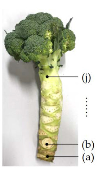 Loading Model and Mechanical Properties of Mature Broccoli (Brassica ...