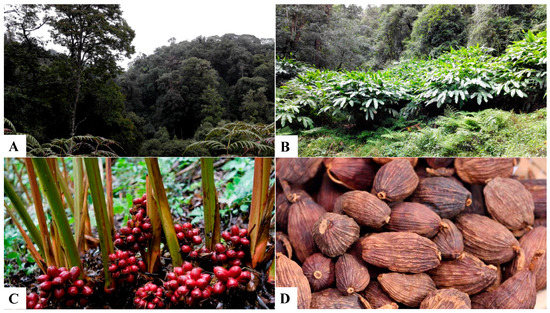 Assessment of Genetic Diversity of the Medicinal and Aromatic Crop ...
