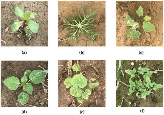 Agriculture | Free Full-Text | Weed Detection in Peanut Fields Based on ...
