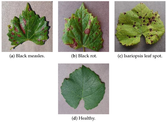 Multiclass Classification of Grape Diseases Using Deep Artificial Intelligence