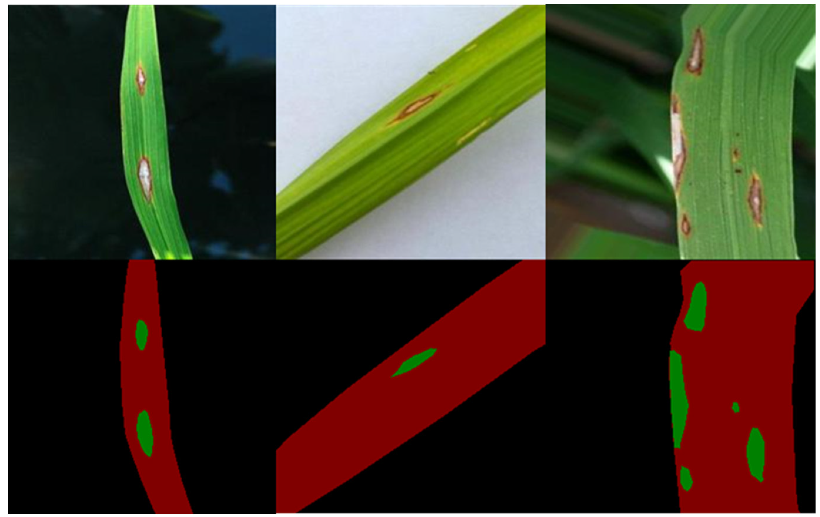 A Lightweight Real-Time Rice Blast Disease Segmentation Method Based on ...