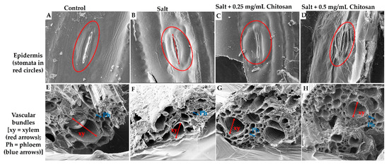 Antioxidant Capacity of Chitosan on Sorghum Plants under Salinity Stress