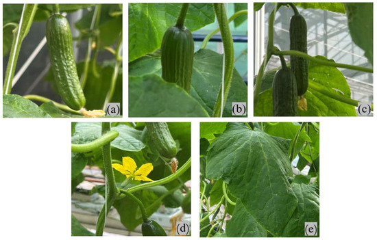 An Enhanced YOLOv5 Model for Greenhouse Cucumber Fruit Recognition ...