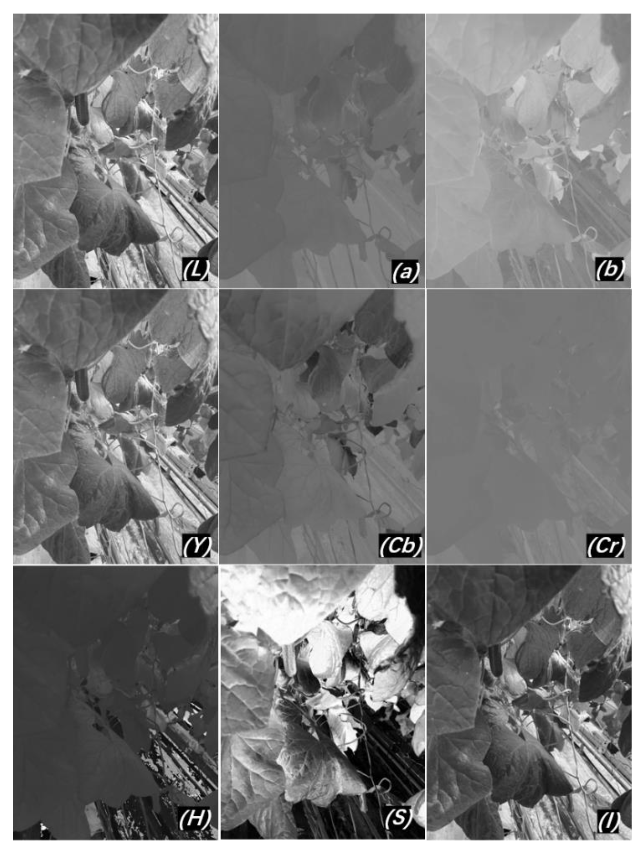 An Enhanced YOLOv5 Model for Greenhouse Cucumber Fruit Recognition ...