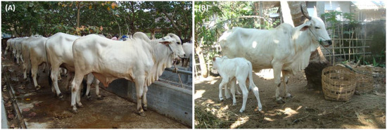 Promoting Sustainable Utilization and Genetic Improvement of Indonesian Local Beef Cattle Breeds ...