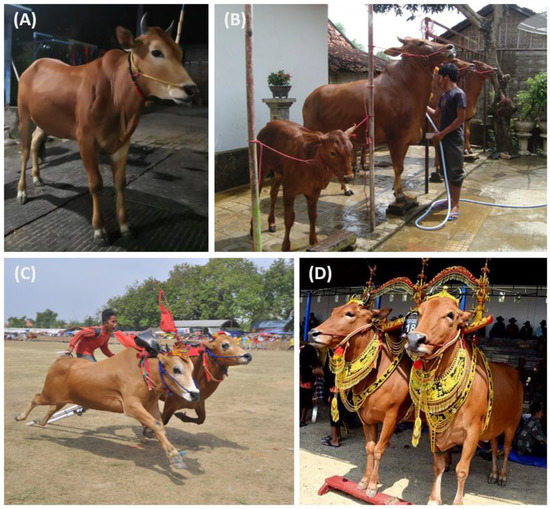 Promoting Sustainable Utilization and Genetic Improvement of Indonesian Local Beef Cattle Breeds ...