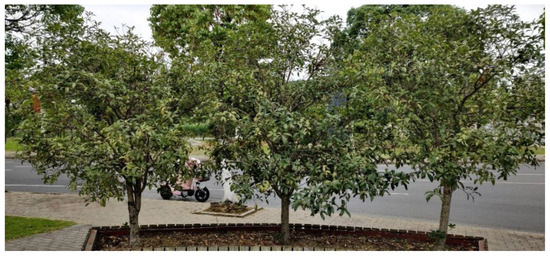 Experiment of Canopy Leaf Area Density Estimation Method Based on ...