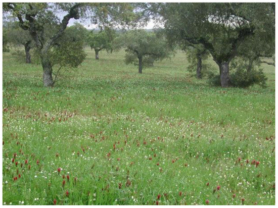 Enhancing Carbon Sequestration in Mediterranean Agroforestry Systems: A ...