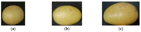 Potato Planter and Planting Technology: A Review of Recent Developments