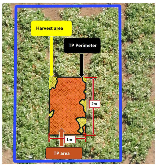 Early Estimation of Tomato Yield by Decision Tree Ensembles