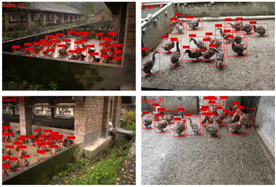 An Attention Mechanism-Improved YOLOv7 Object Detection Algorithm for Hemp Duck Count Estimation