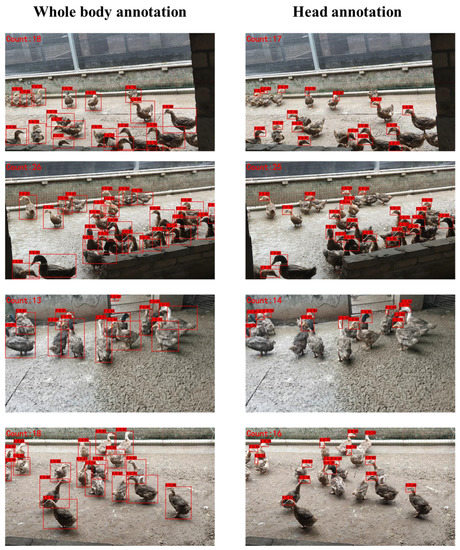 An Attention Mechanism-Improved YOLOv7 Object Detection Algorithm for Hemp Duck Count Estimation