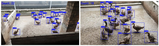 An Attention Mechanism-Improved YOLOv7 Object Detection Algorithm for Hemp Duck Count Estimation