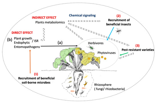 Complementary Strategies for Biological Control of Aphids and Related ...