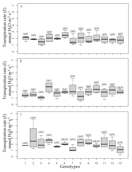 Salt Tolerance Indicators in ‘Tahiti’ Acid Lime Grafted on 13 Rootstocks