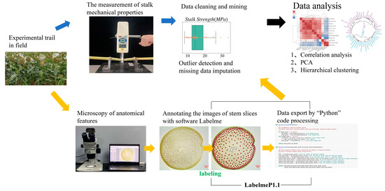 High-Throughput Phenotyping of Cross-Sectional Morphology to Assess Stalk Mechanical Properties ...