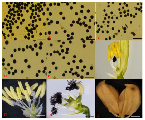 Fine Mapping and Candidate-Gene Analysis of an open glume multi-pistil ...