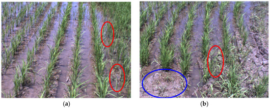 Identification Method of Rice Seedlings Rows Based on Gaussian Heatmap