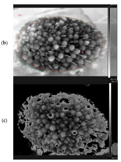 Classification of Oil Palm Fresh Fruit Bunches Based on Their Maturity ...