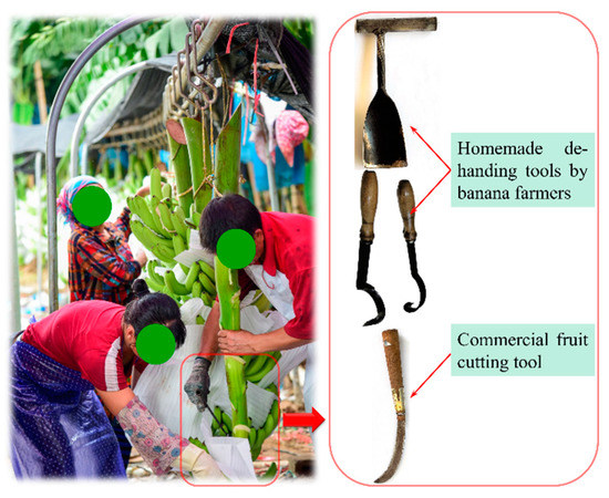 De-Handing Technologies for Banana Postharvest Operations—Updates and ...