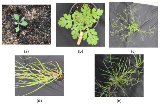 Detection of Parthenium Weed (Parthenium hysterophorus L.) and Its ...