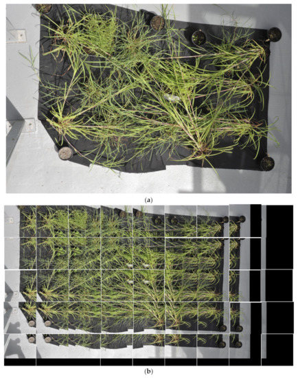 Detection of Parthenium Weed (Parthenium hysterophorus L.) and Its ...