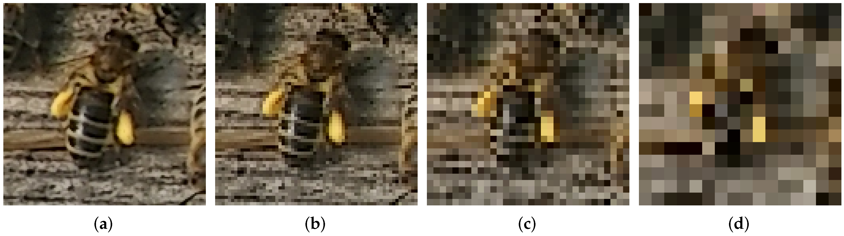 Fpga Implementation Of A Convolutional Neural Network And Its Application For Pollen Detection 0224