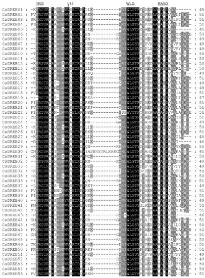 Pan-Genome-Wide Identification and Transcriptome-Wide Analysis of DREB ...