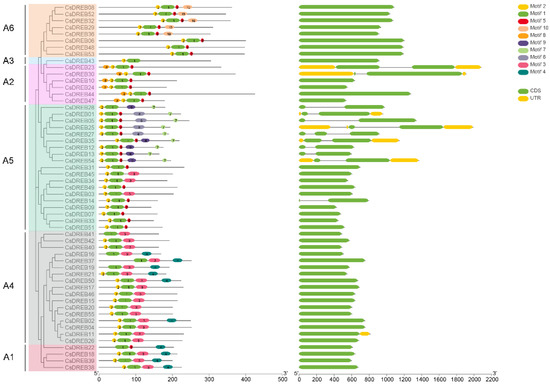 Pan-Genome-Wide Identification and Transcriptome-Wide Analysis of DREB ...