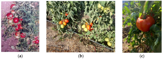 Differentiation of Yeast-Inoculated and Uninoculated Tomatoes Using ...