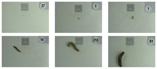 Improved Random Forest for the Automatic Identification of Spodoptera ...
