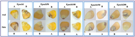 Lightweight Corn Seed Disease Identification Method Based on Improved ...