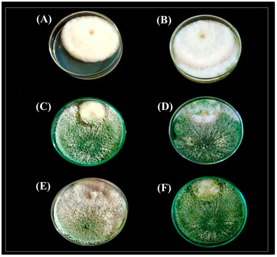 Agriculture | Free Full-Text | Effective Applications of Trichoderma spp. as Biofertilizers and ...