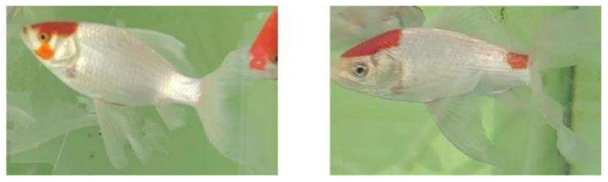 LIFRNet: A Novel Lightweight Individual Fish Recognition Method Based ...