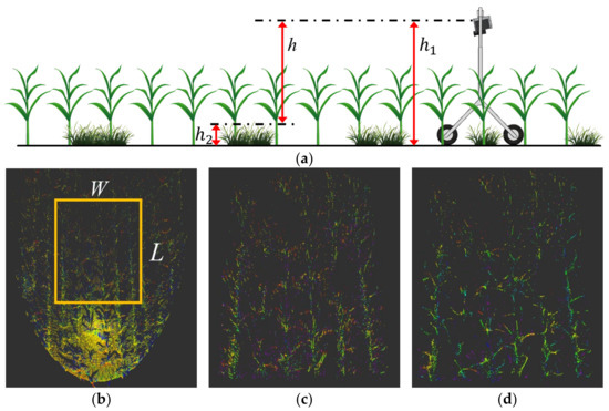 Agriculture | Free Full-Text | Crop Row Detection in the Middle and Late Periods of Maize under ...