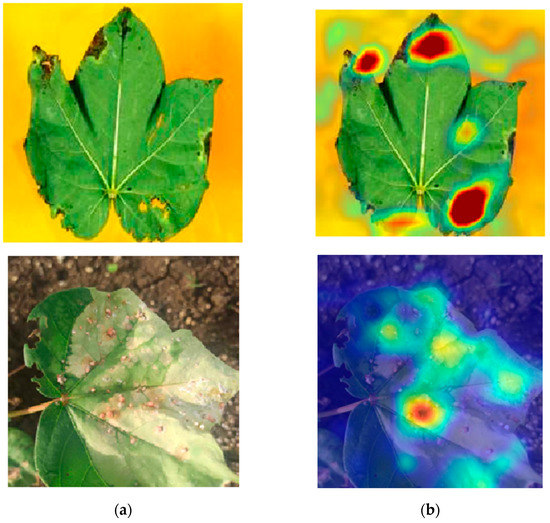 Explainable Neural Network for Classification of Cotton Leaf Diseases