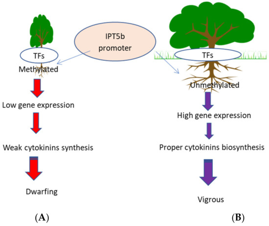 Scion–Rootstock Relationship: Molecular Mechanism and Quality Fruit ...