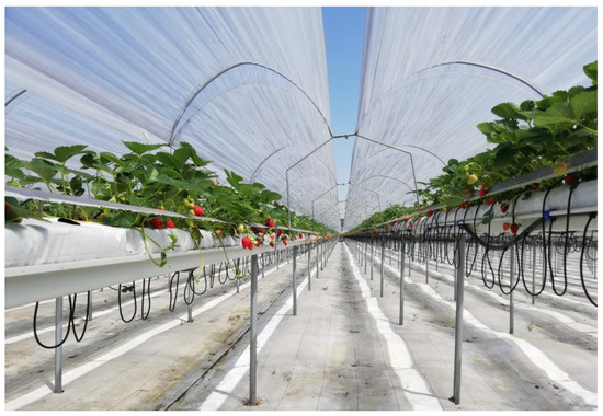 The Effect of the Method of Plant Protection on the Quality of ...