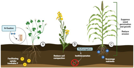Cover Crops for Sustainable Cropping Systems: A Review
