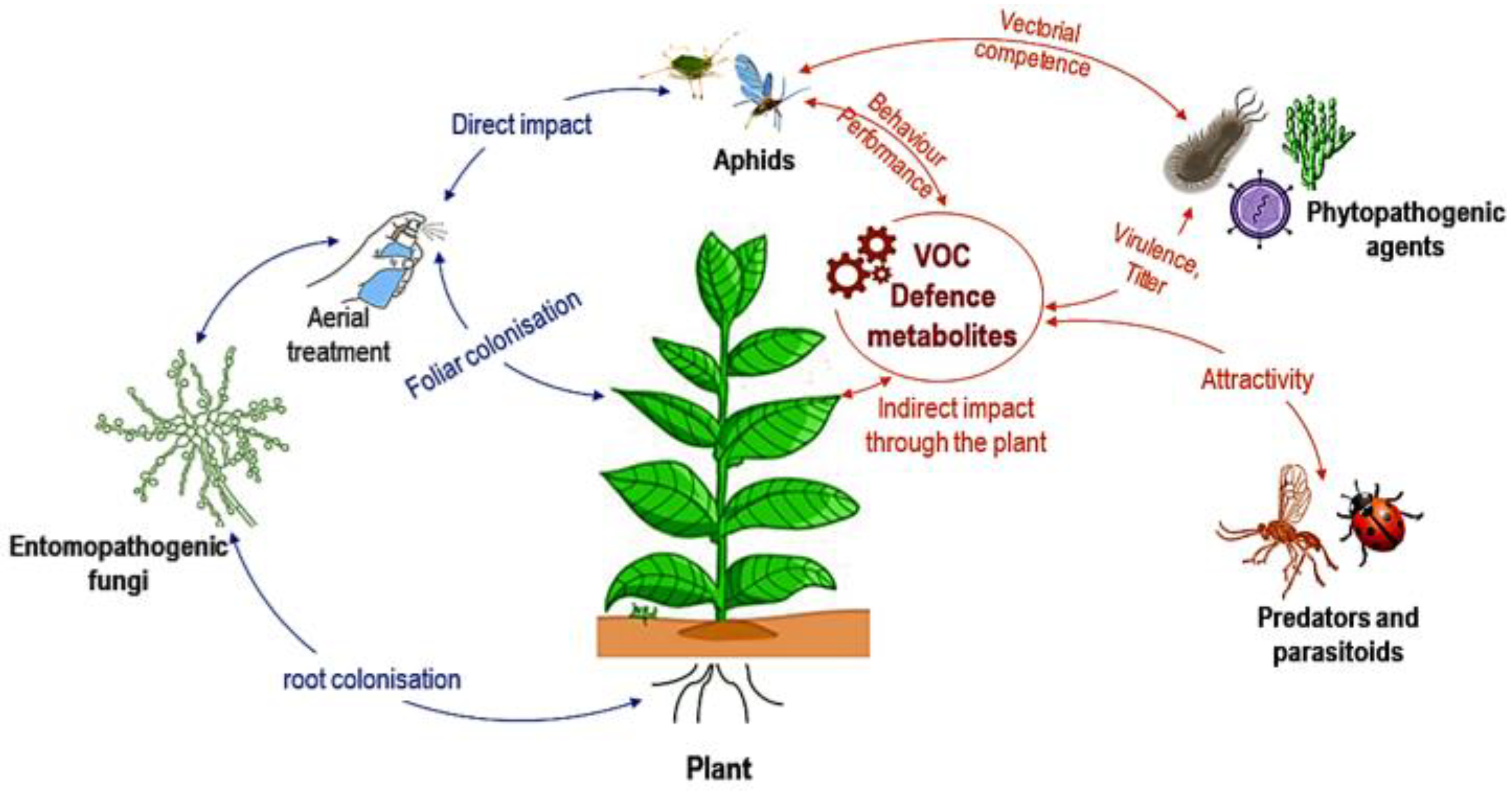 Direct and Endophytic Effects of Fungal Entomopathogens for Sustainable ...
