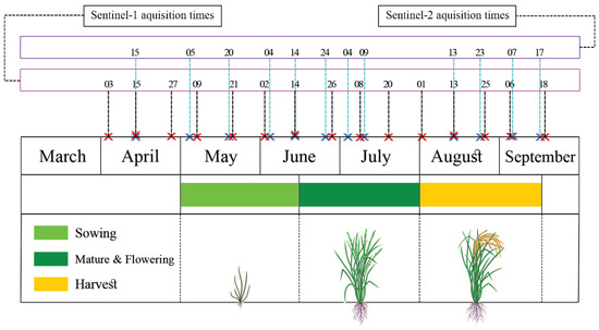 A Convolutional Neural Network Method for Rice Mapping Using Time-Series of Sentinel-1 and ...
