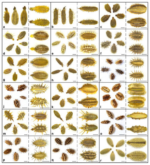 Comparative Fruit Morphology and Anatomy of Wild Relatives of Carrot ...