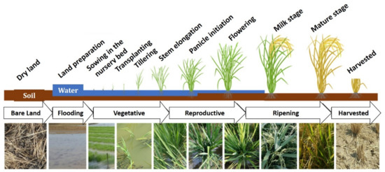 Rice Growth Stage Classification via RF-Based Machine Learning and ...